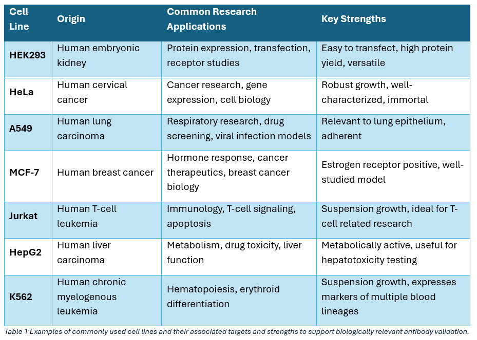Cell Line Specific Antibody Validation